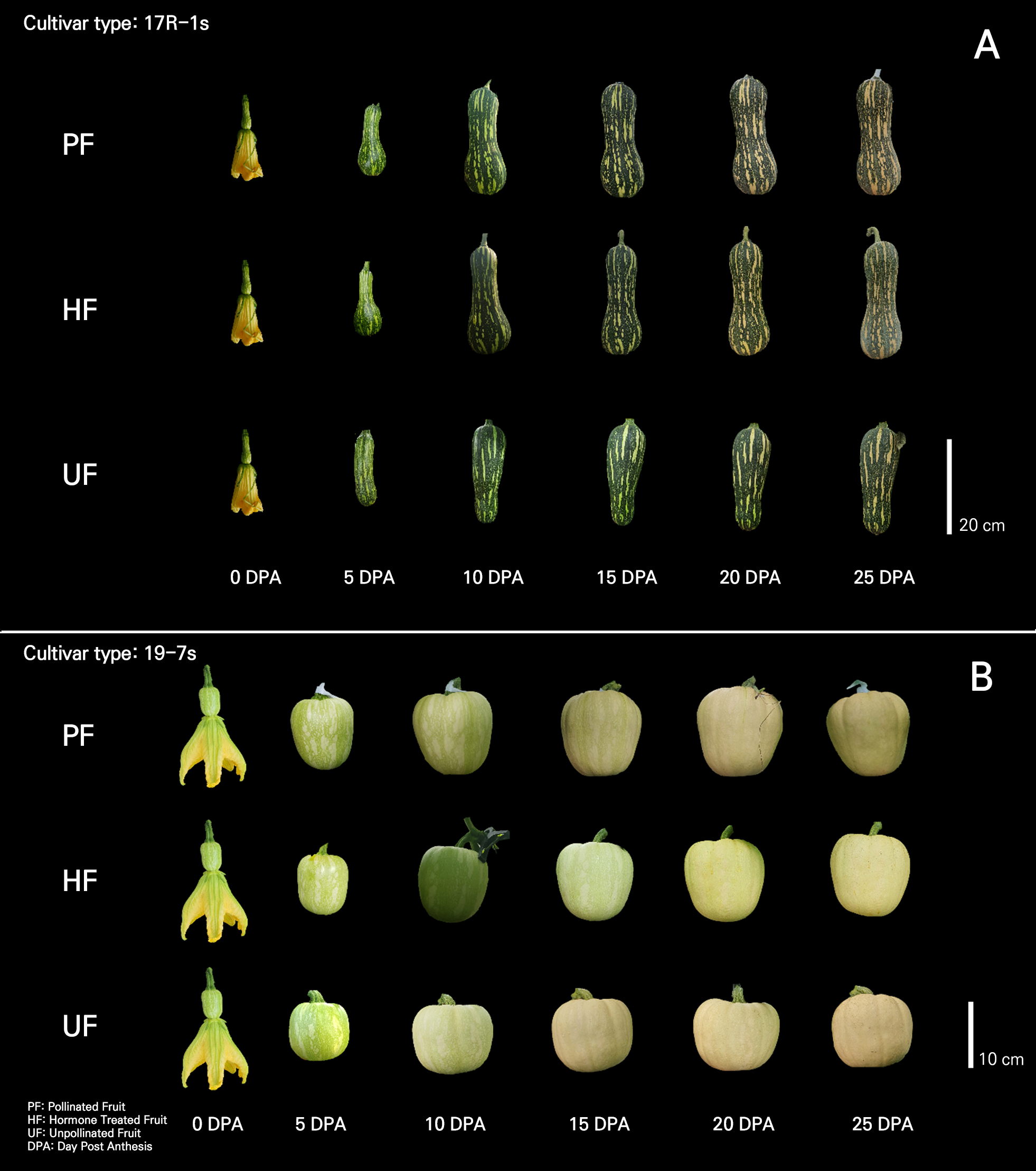 Fruit Characteristics and Effects of a 2, 4-D Treatment on ...