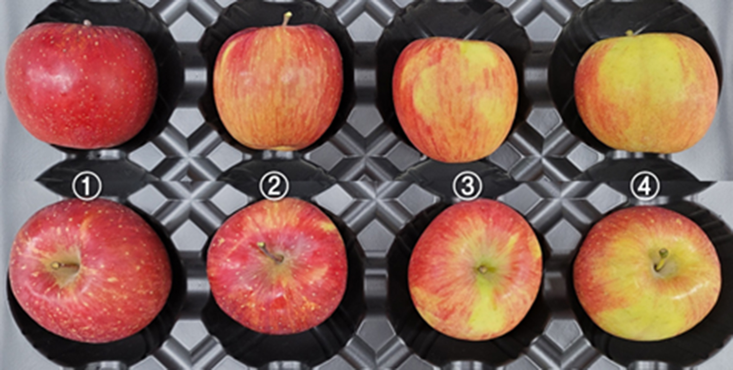Early Performance of Multi-leader Apple Training Systems in Korea